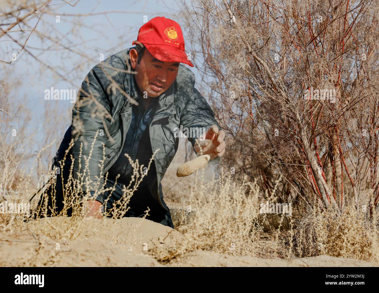 (241209) -- MINFENG, Dec. 9, 2024 (Xinhua) -- Memet Metseyit digs dried ...