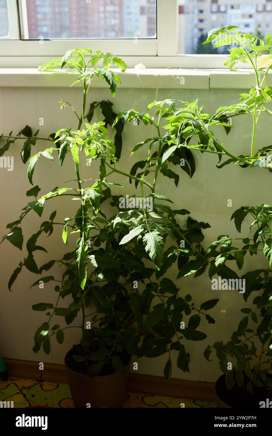 Growing Tomatoes Indoors A Guide on Indoor Tomato Plant Growth and Care ...