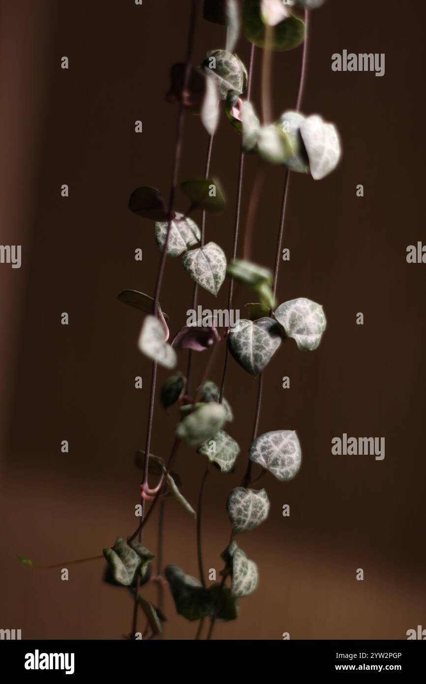 An Elegant String of Hearts Plant Decor to enhance any space with charm ...