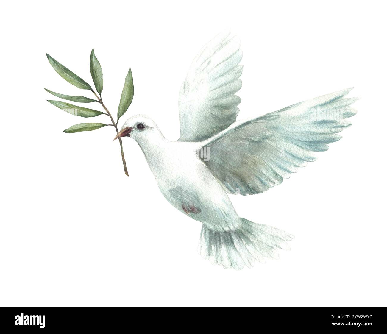 Watercolor Pigeon with olive tree branch White flying dove bird, symbol ...