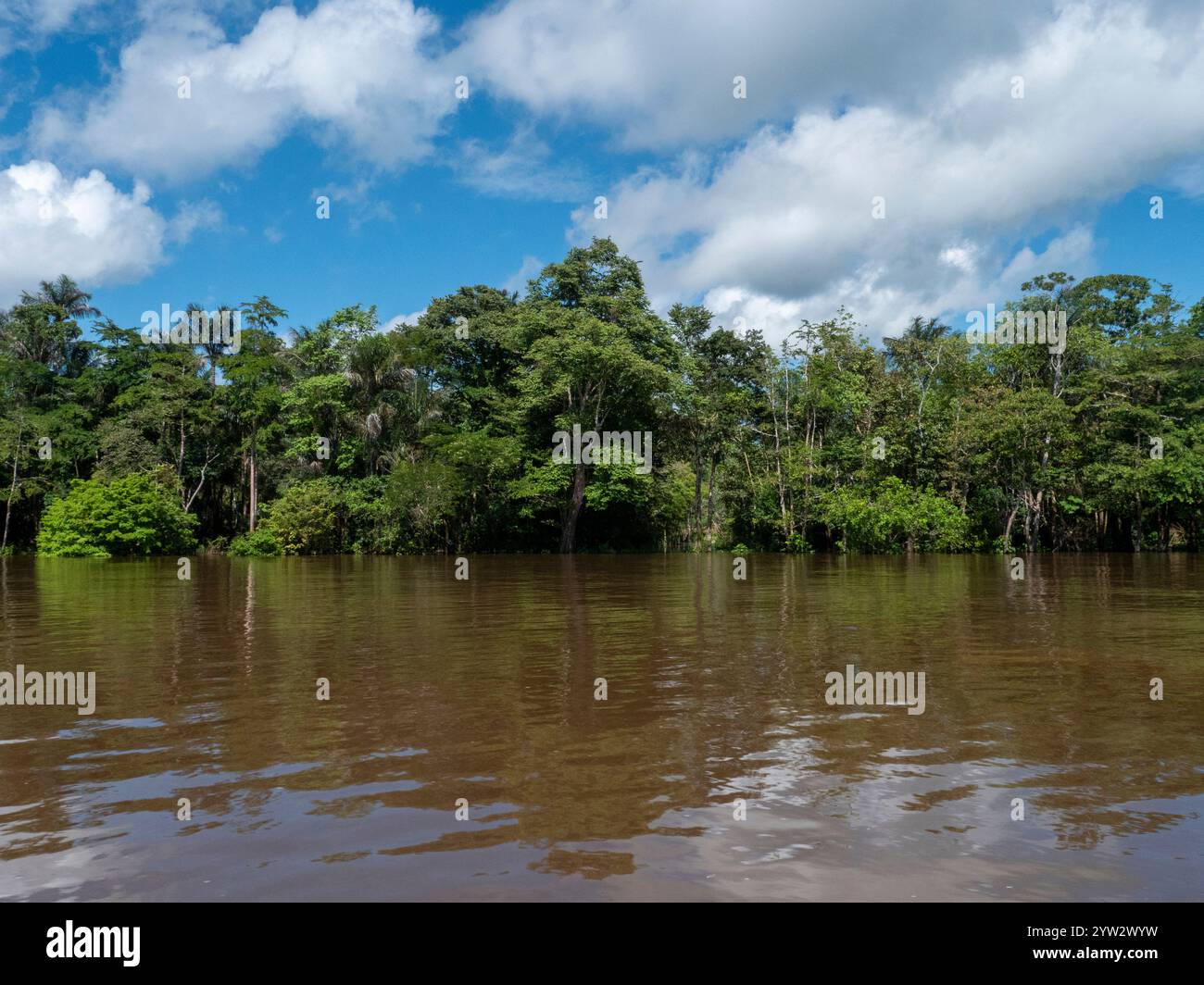 Amazon river landscape with rainforest. The photo was taken near Tefé ...