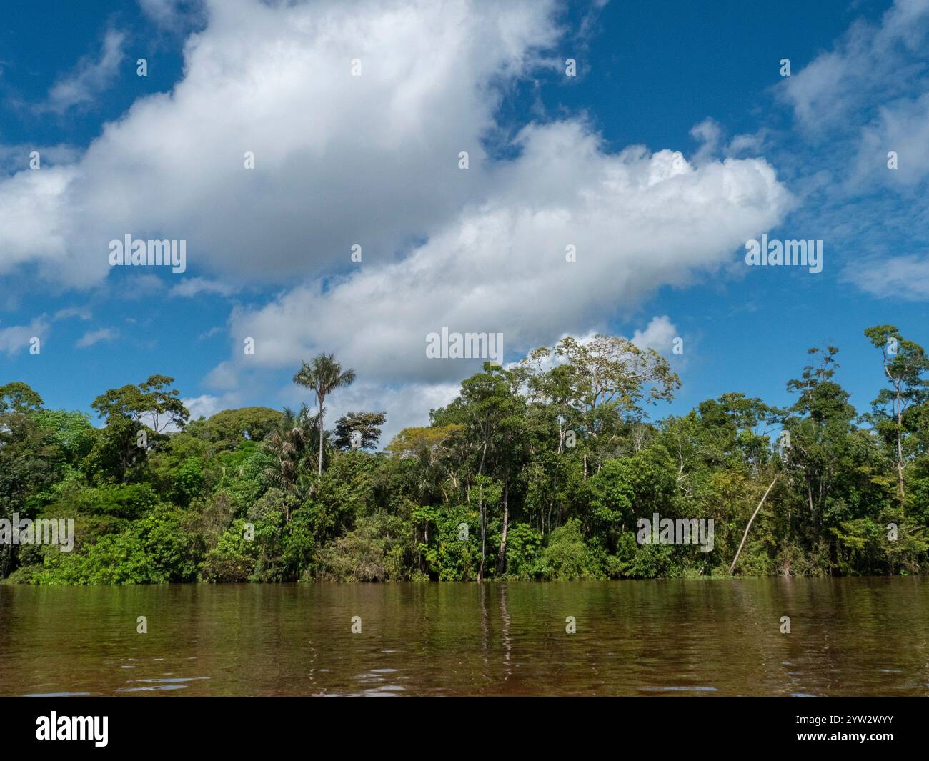 Amazon rainforest landscape hi-res stock photography and images - Alamy