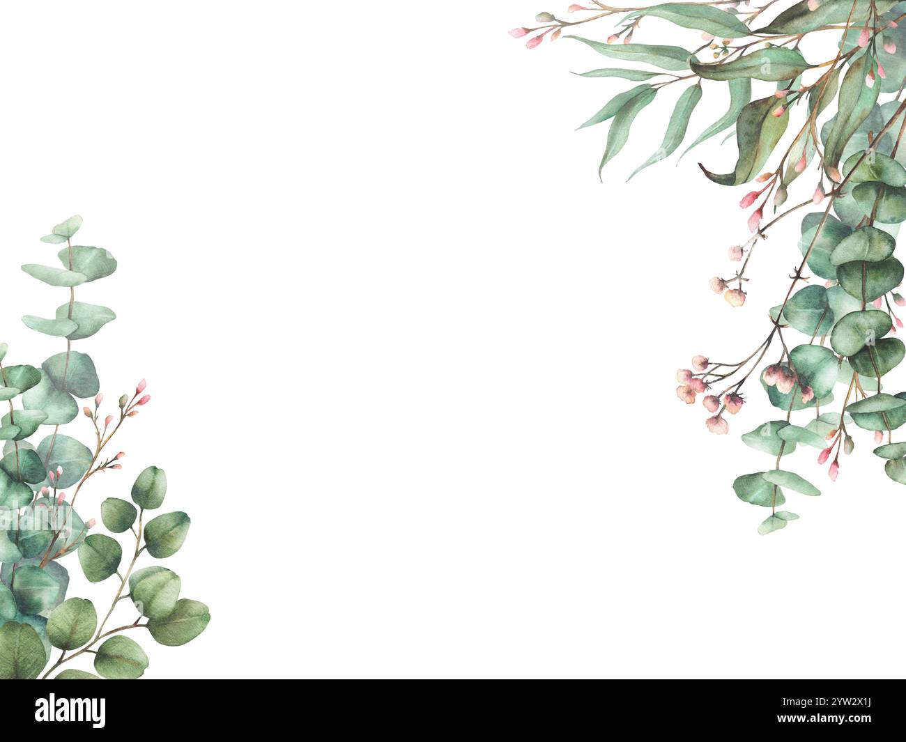 Eucalyptus seeded, silver dollar tree plant. Laurel branch and twig ...