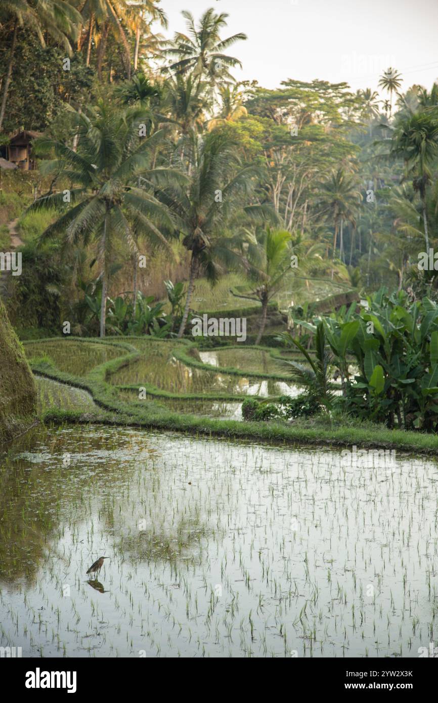 Tranquil rice terrace fields with lush greenery and palm trees during ...