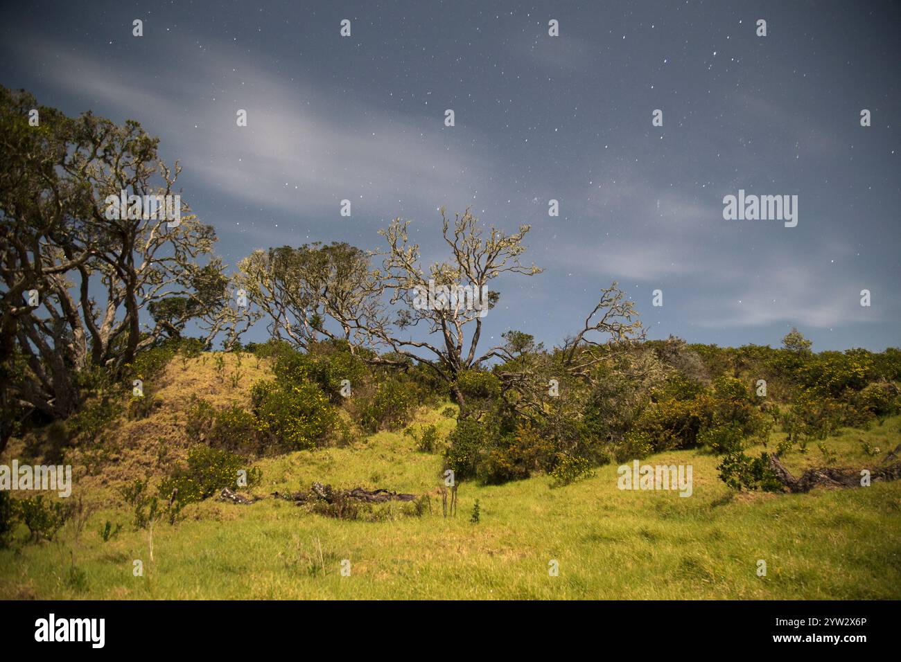Starry night sky over a peaceful meadow with silhouettes of trees ...