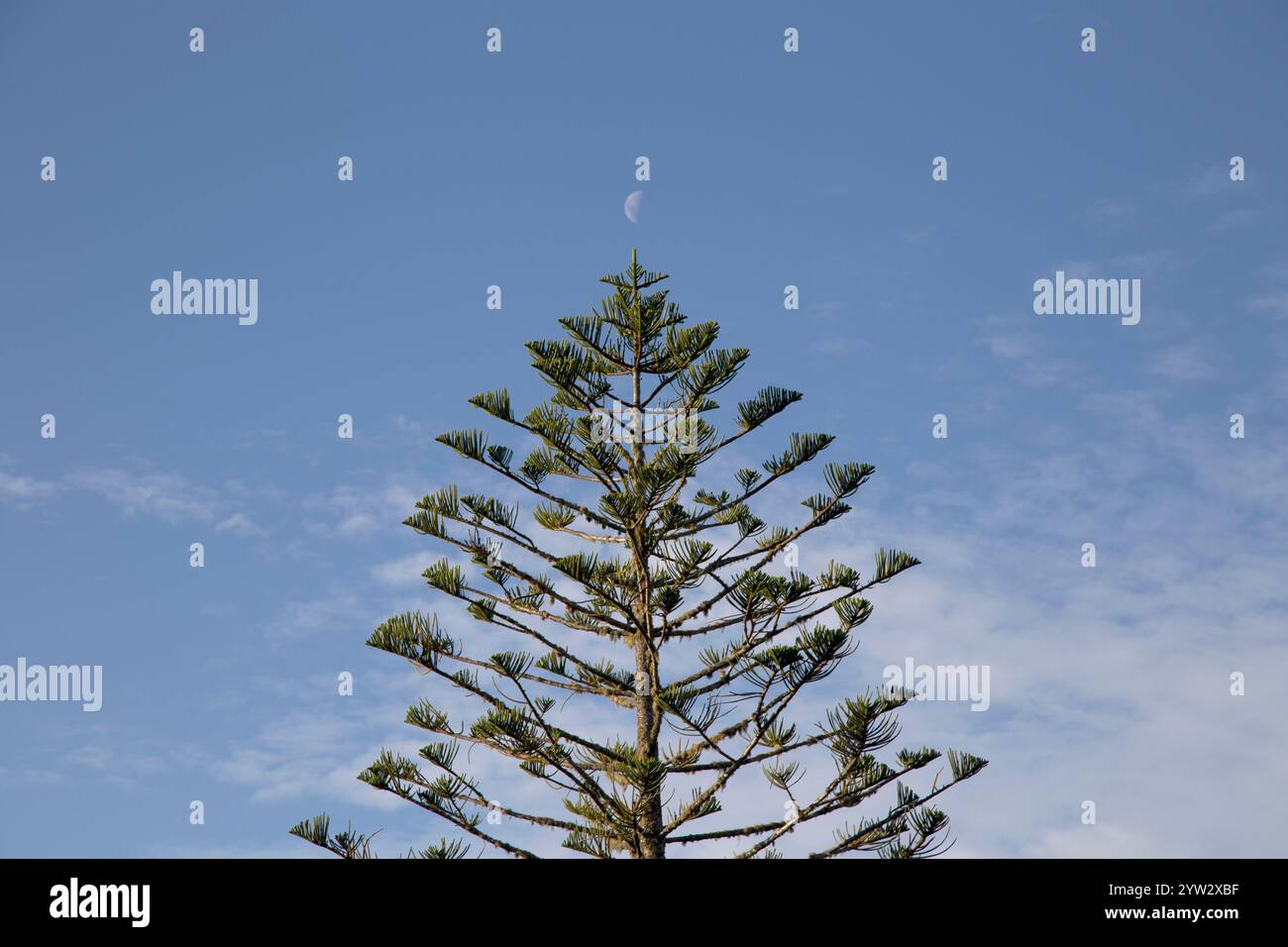 New zealand conifer tree hi-res stock photography and images - Alamy