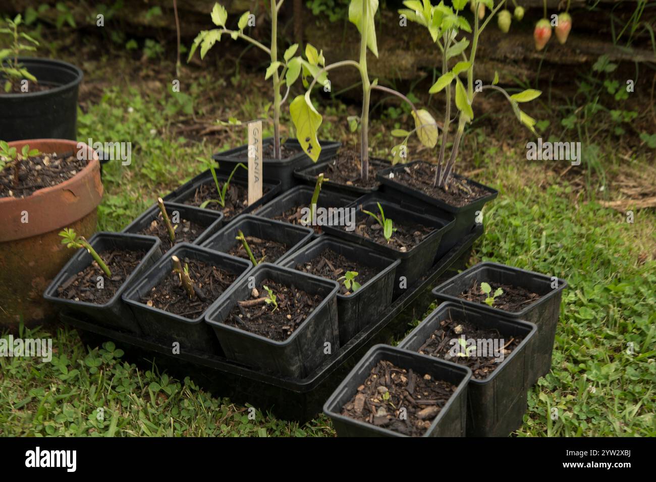 Young plants growing in black plastic pots arranged on the ground with ...