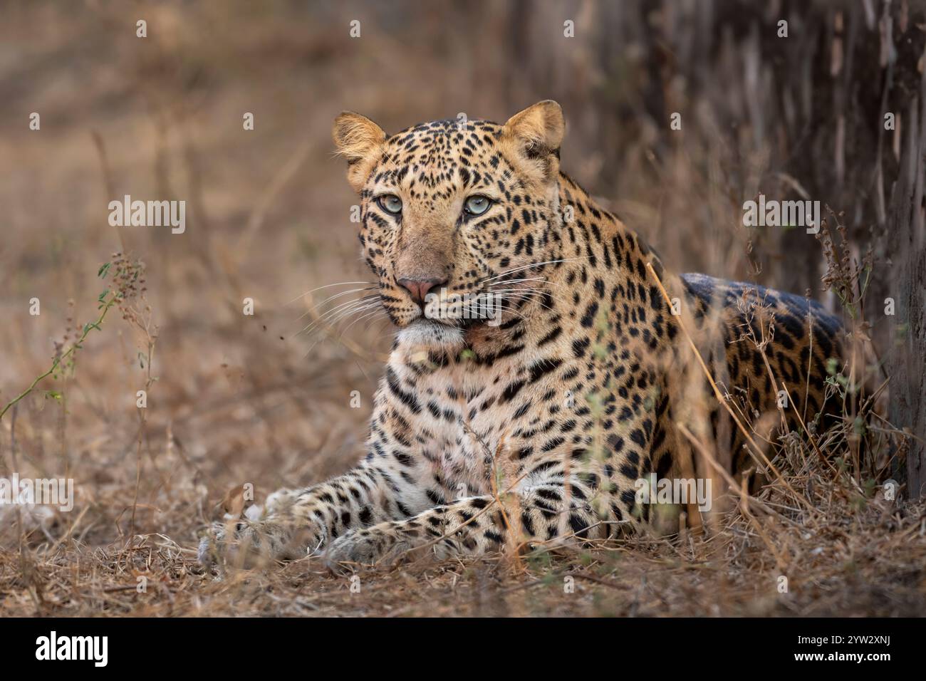 wild huge male leopard or panthera pardus at jhalana leopard reserve ...