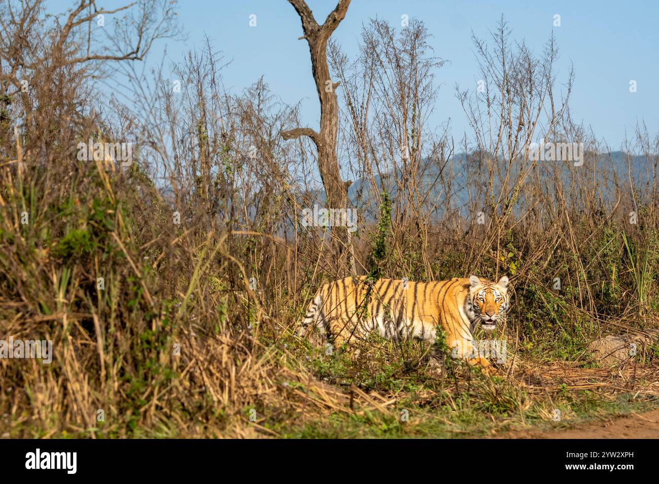 indian wild female tiger or panthera tigris at jim corbett national ...