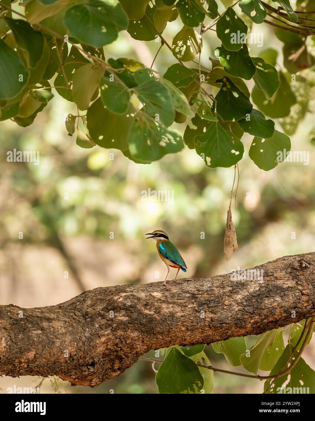 Indian pitta Pitta brachyura colorful nine colors bird perched on ...