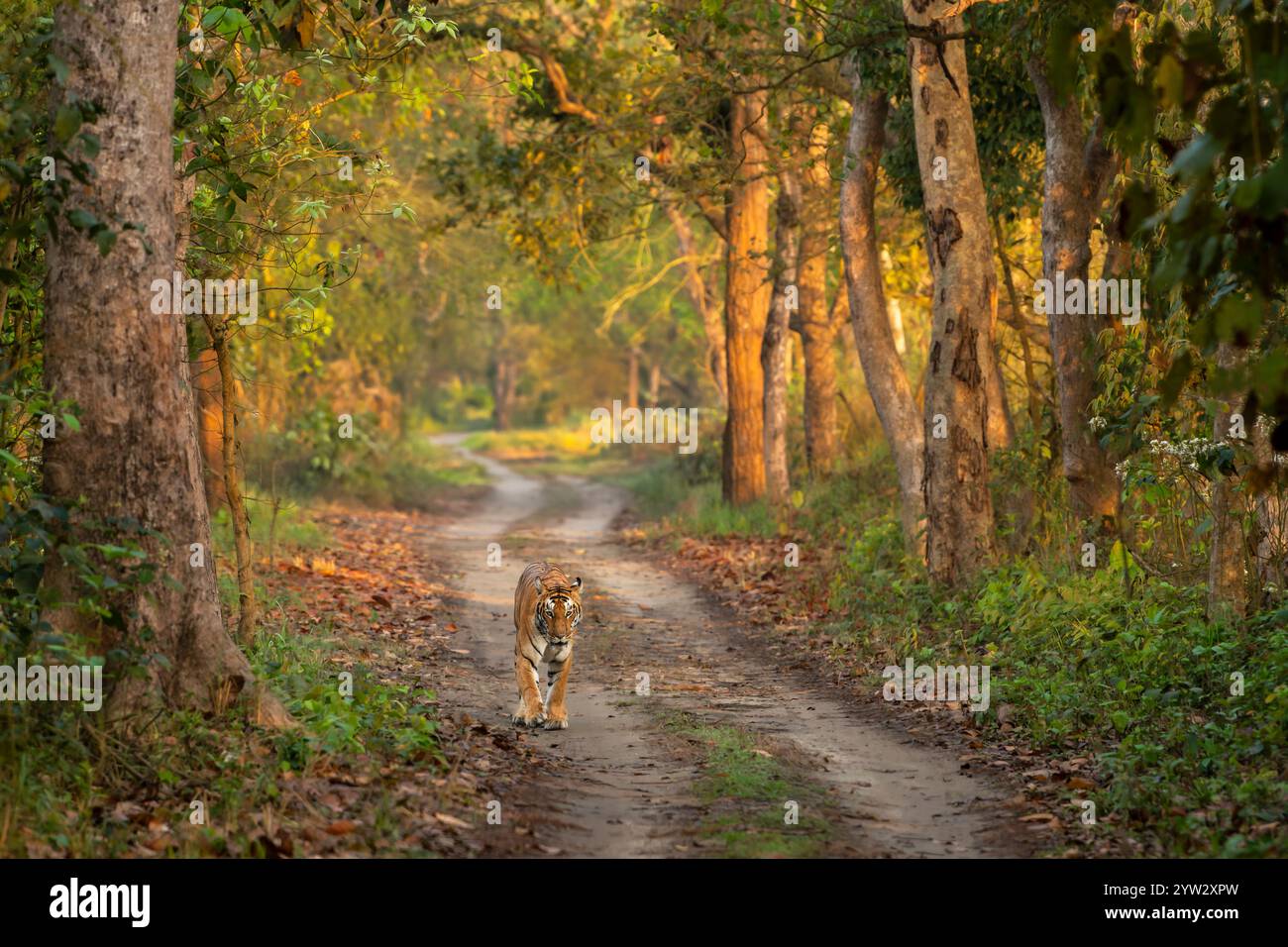 wild female tiger or panthera tigris or tigress pilibhit national park ...