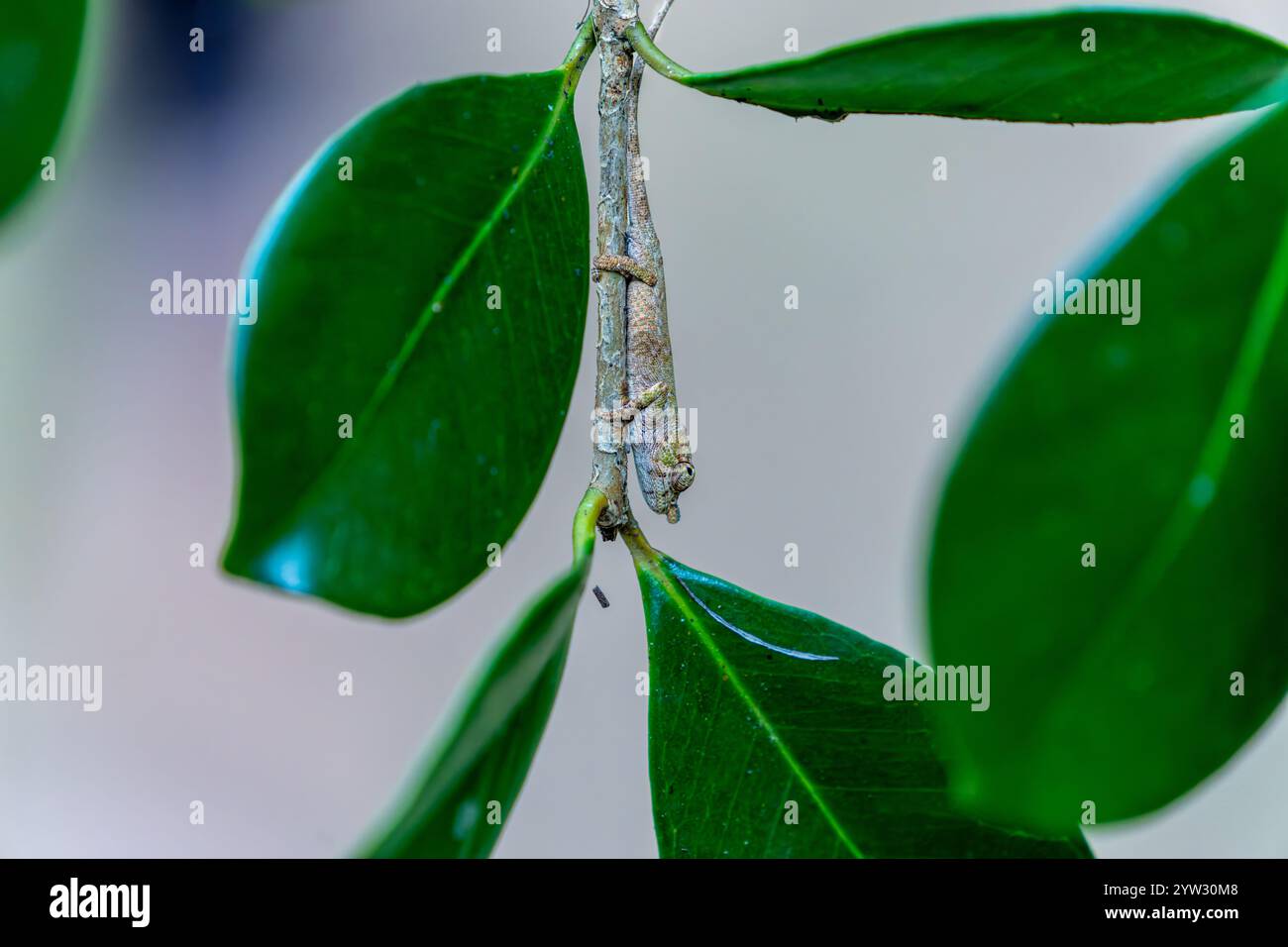 A tiny chameleon is perfectly camouflaged on a thin twig. Its small ...