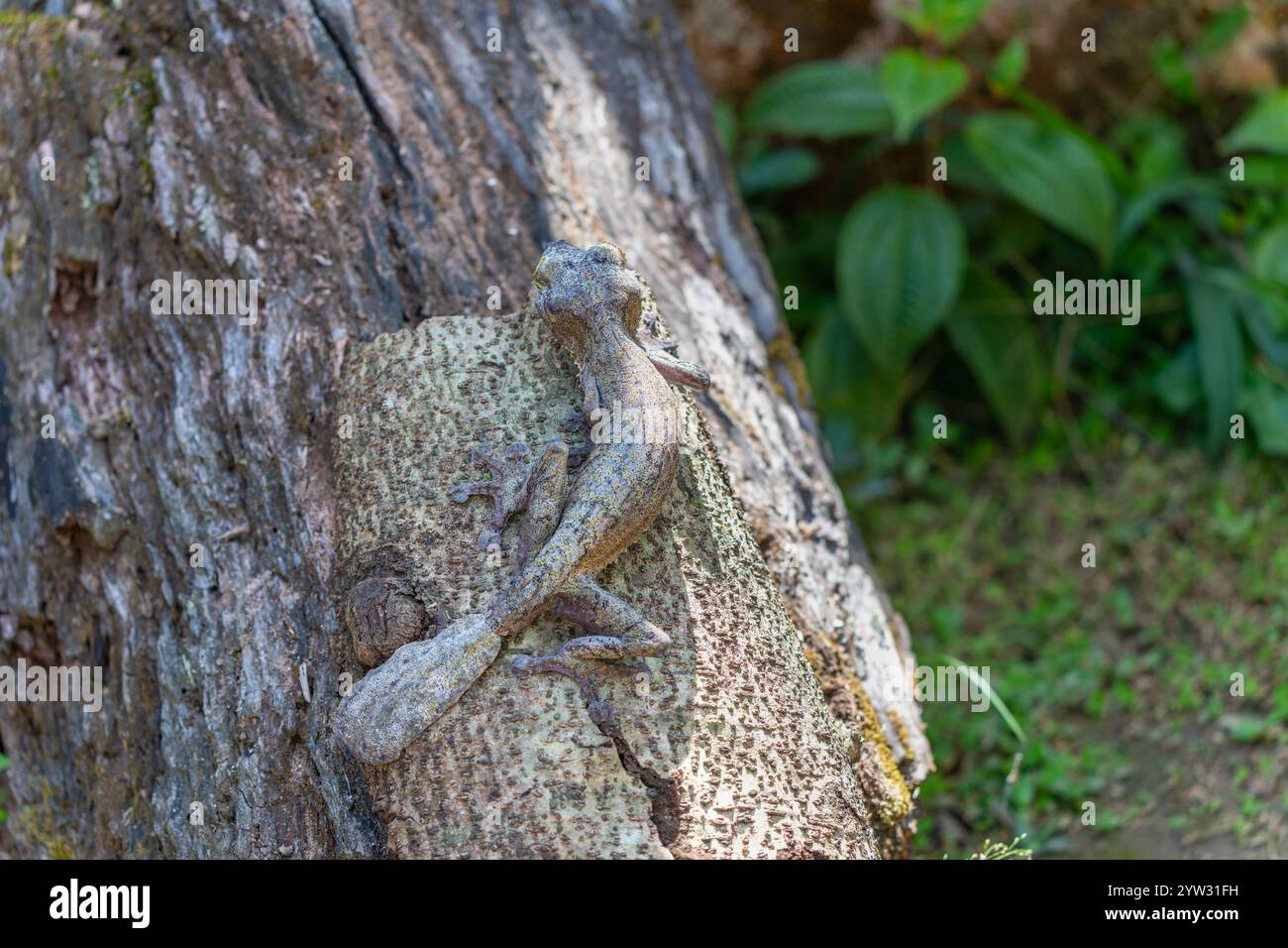 A Leaf-tailed gecko (Uroplatus fimbriatus) perfectly camouflaged on a ...