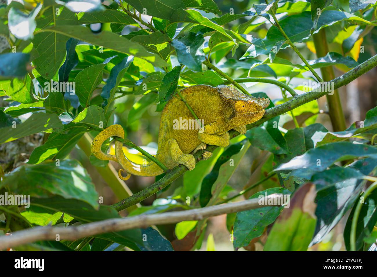 A perfectly camouflaged Parson's chameleon blends seamlessly with the ...