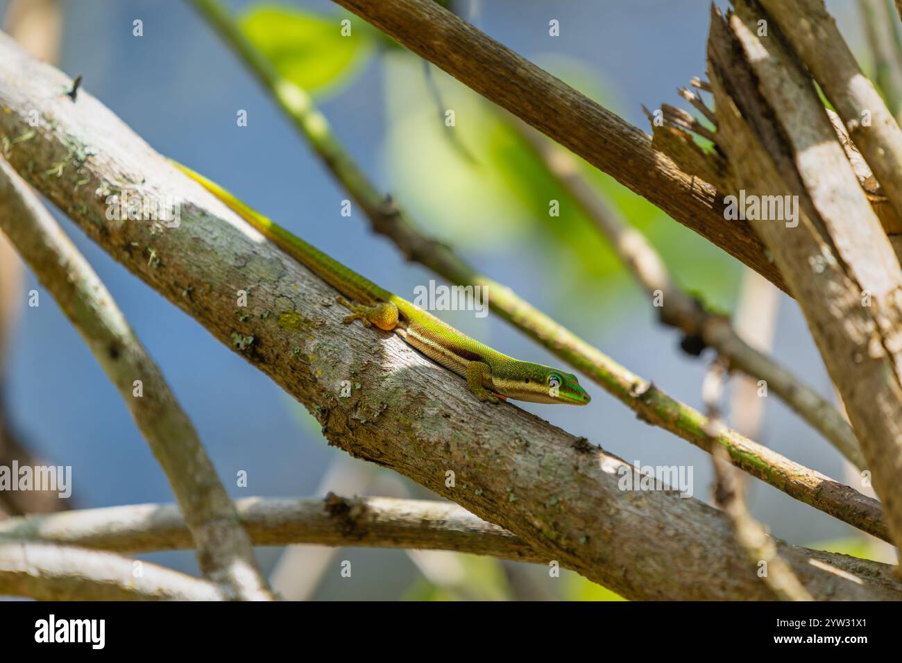 A vibrant green Madagascar Gold Dust Day Gecko(Phelsuma lineata) on a ...