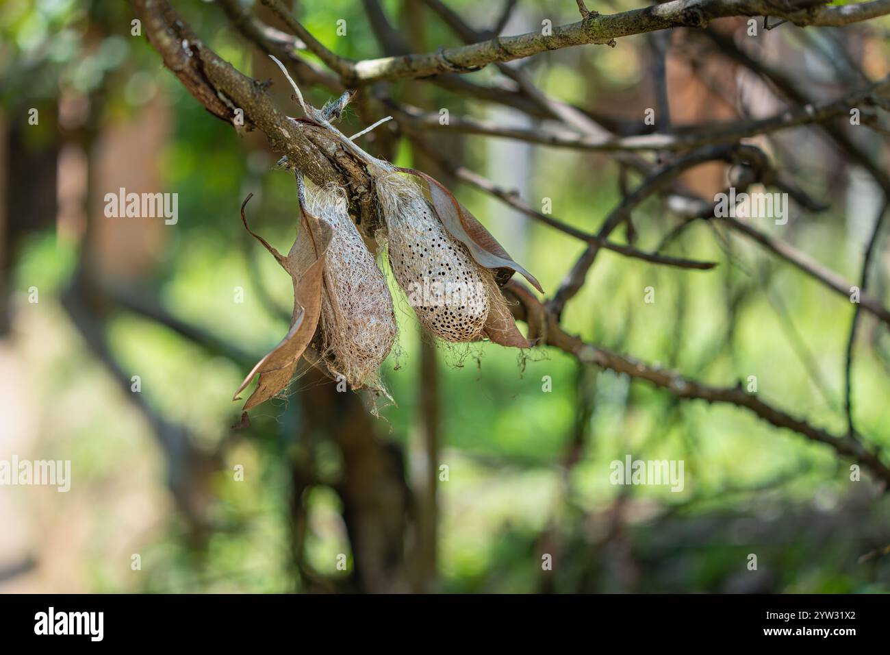 Two silk cocoons of the Comet Moth hanging from a branch. Detailed ...