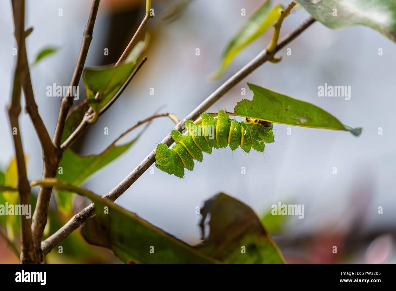 A vibrant green comet moth caterpillar on a branch. The caterpillar has distinctive yellow ...