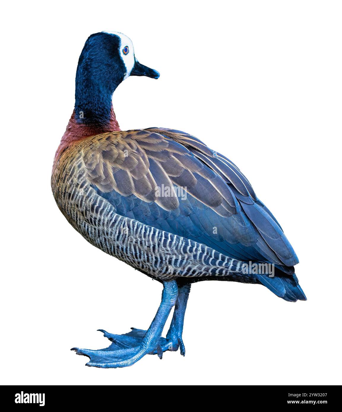 Dark brown bird stands hi-res stock photography and images - Alamy