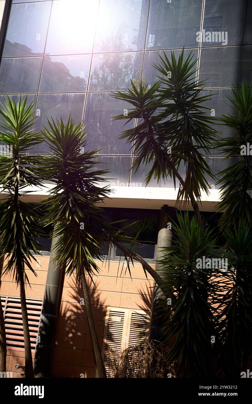 Sunlight filters through palm leaves hi-res stock photography and ...