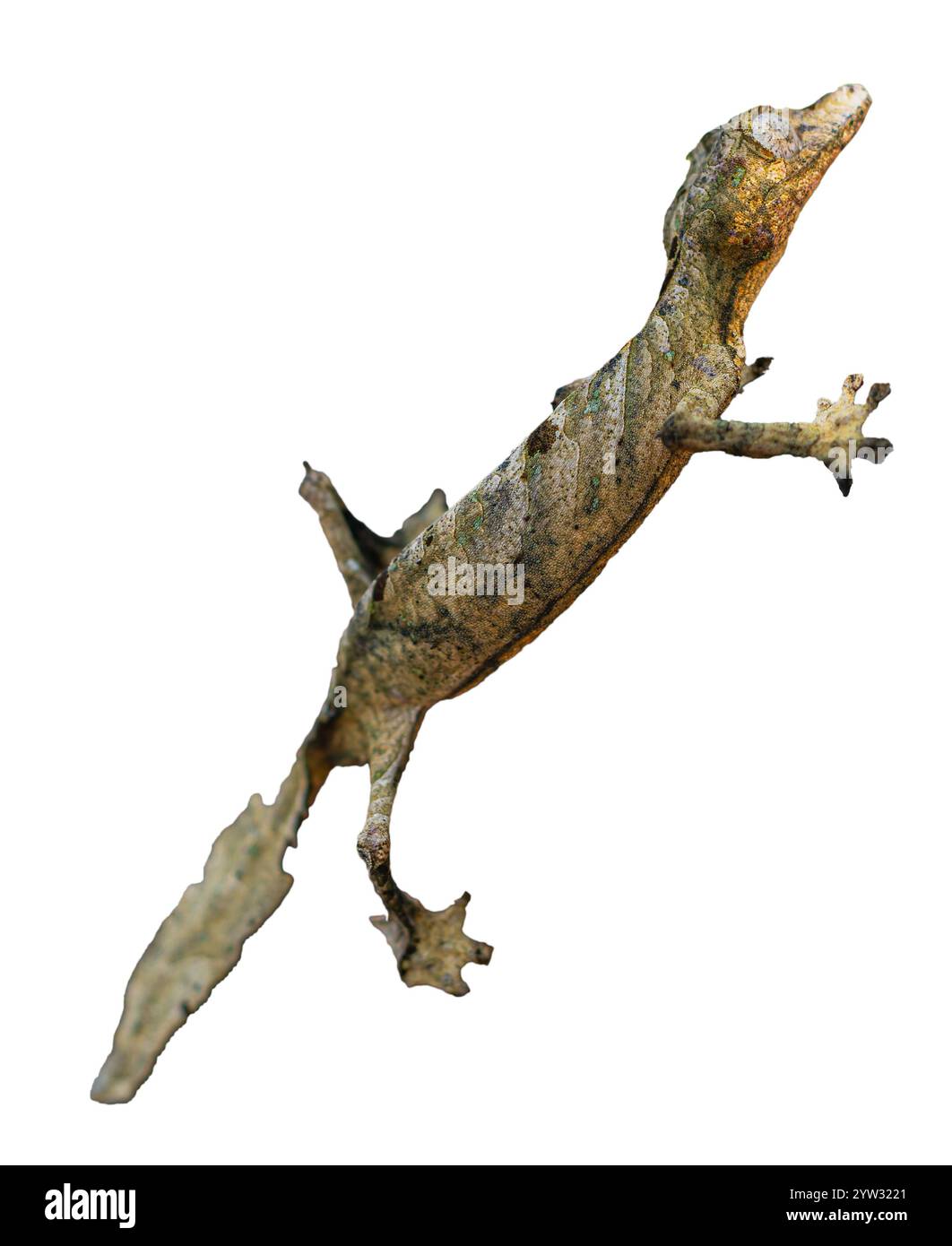 A Leaf-tailed gecko (Uroplatus fimbriatus) perfectly camouflaged on a ...