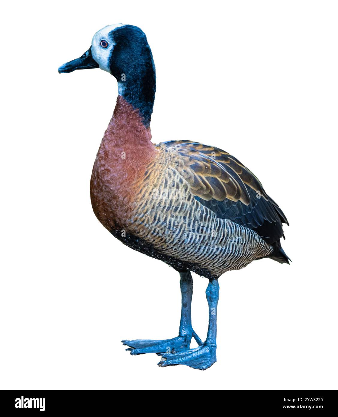 Duck behavior Cut Out Stock Images & Pictures - Alamy