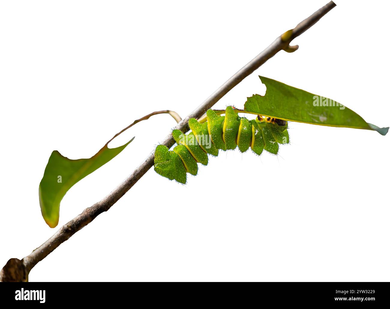 A vibrant green comet moth caterpillar on a branch. The caterpillar has distinctive yellow ...