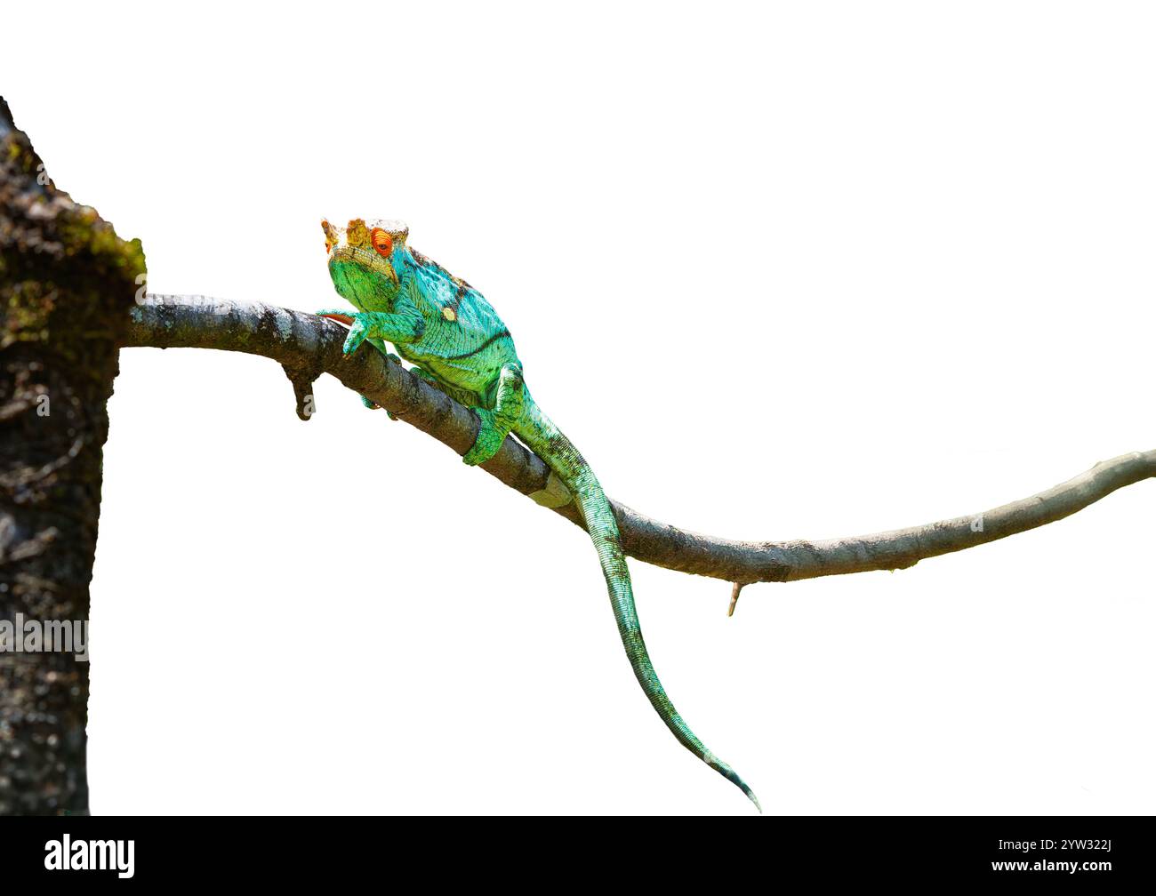 a-priest-chameleon-with-orange-eyes-yellow-green-skin-and-black