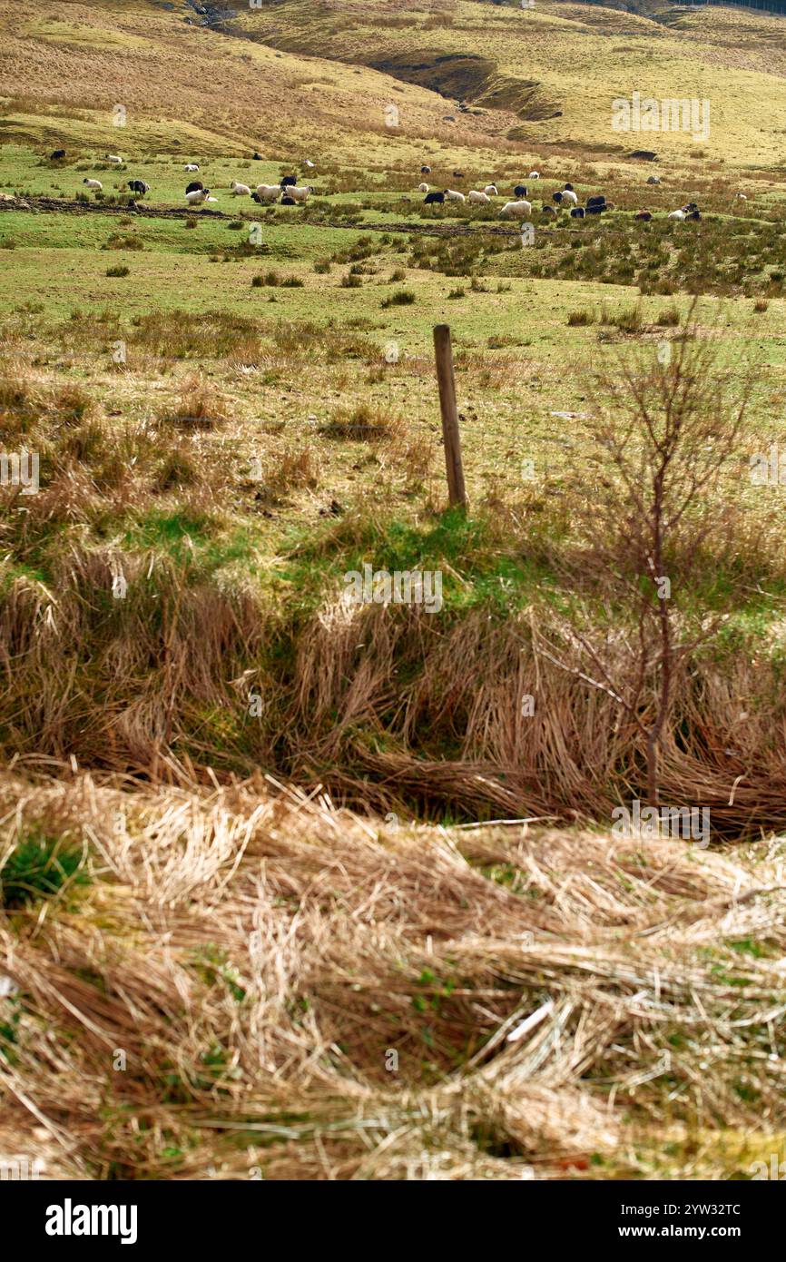 Rolling landscape grazing sheep hi-res stock photography and images - Alamy