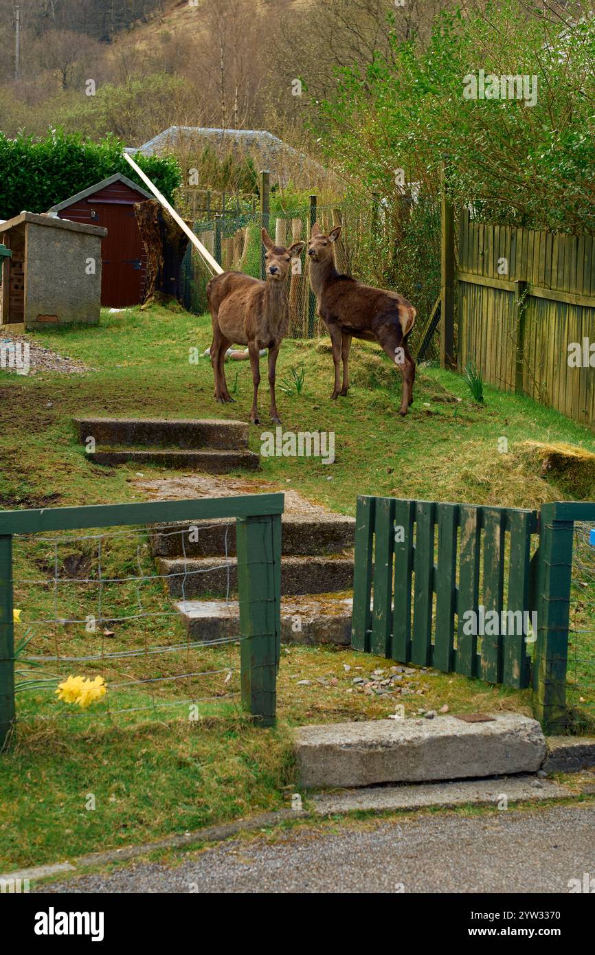 Two deer stand behind a green wooden gate with a rustic fence and shed ...