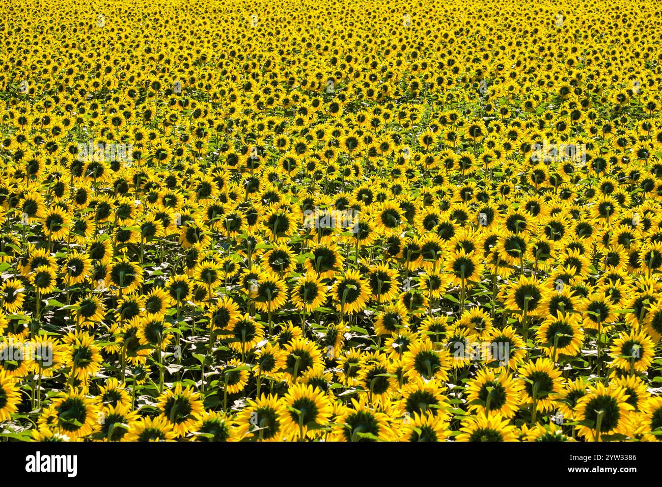 Field of giant yellow sunflowers in full bloom Stock Photo - Alamy