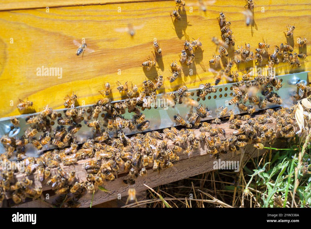 Bees swarming around entrance to beehive in Lavender field Stock Photo ...