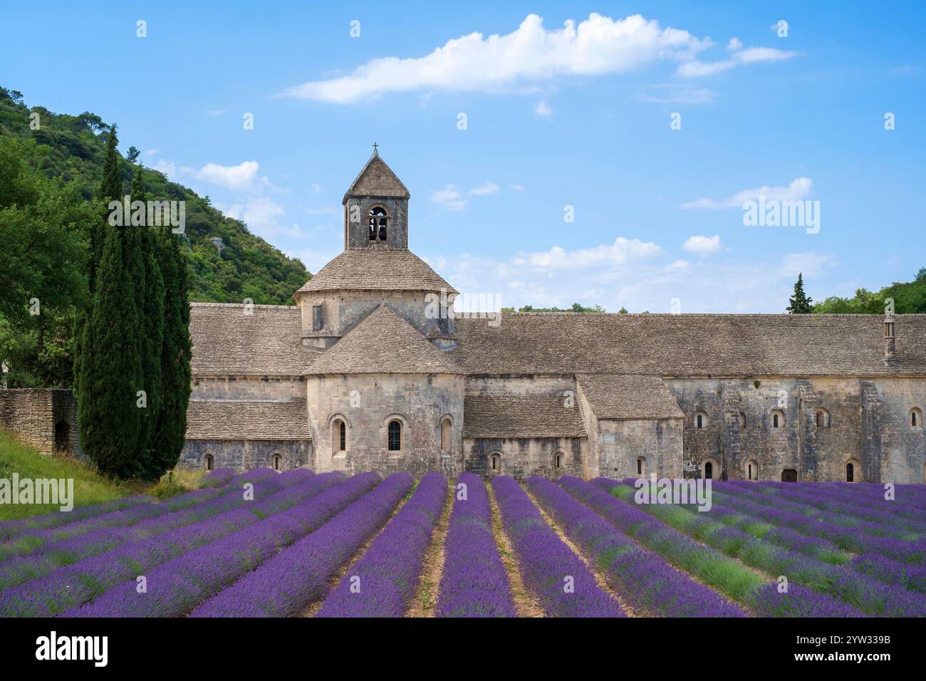Lavender fields in full bloom in early July in front of Abbaye de SÃ ...