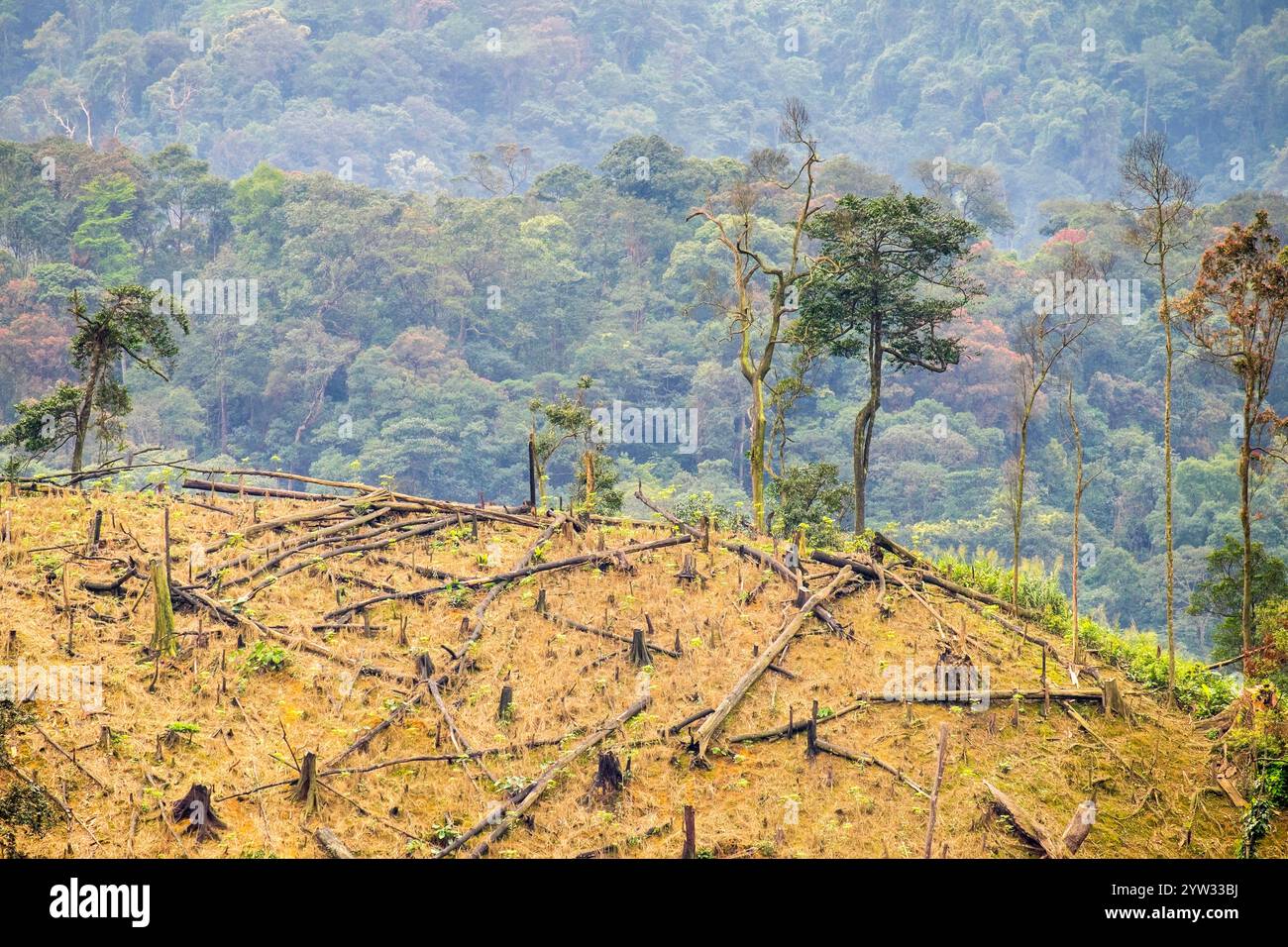 Slash and burn deforestation hi-res stock photography and images - Alamy