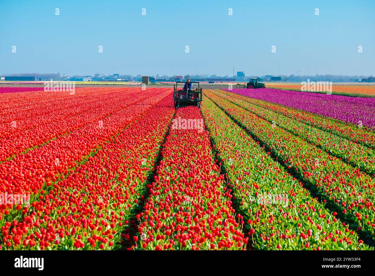 Dutch Farmer Deadheading Tulips With Farm Machinery Stock Photo - Alamy