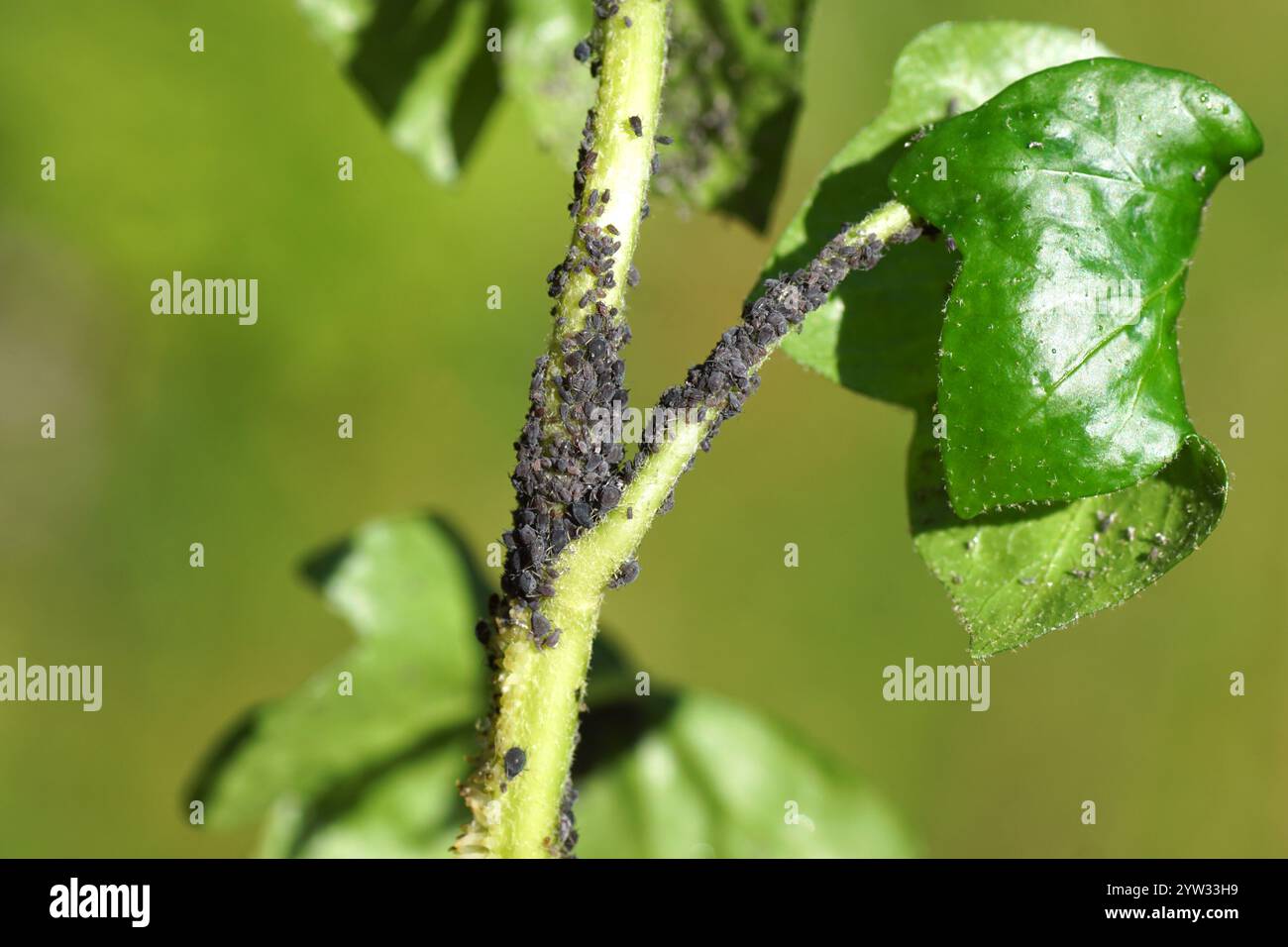 Many Ivy aphids (Aphis hederae). Tribe Aphidini. Subfamily Aphidinae ...