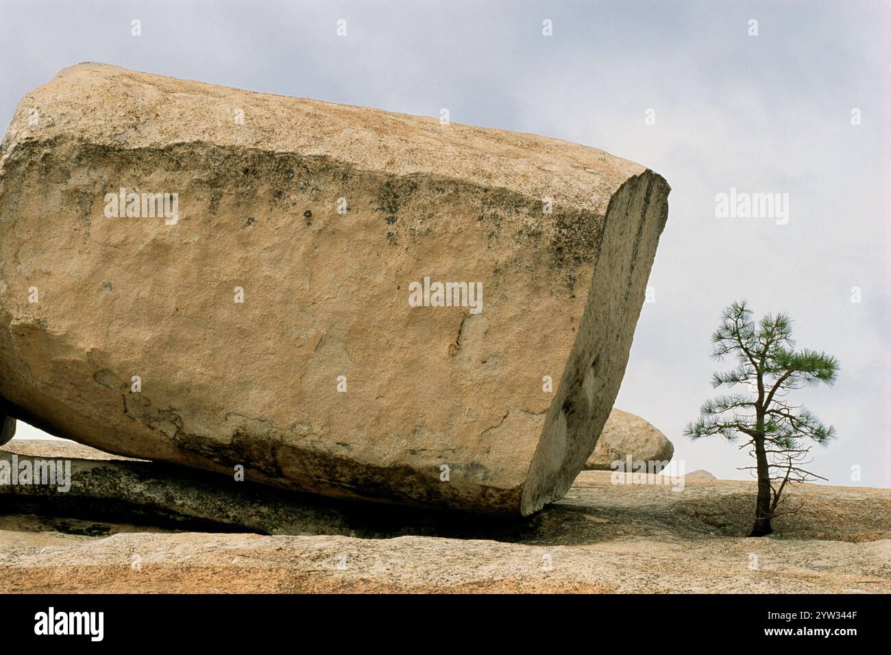 Abstract sapling hi-res stock photography and images - Alamy