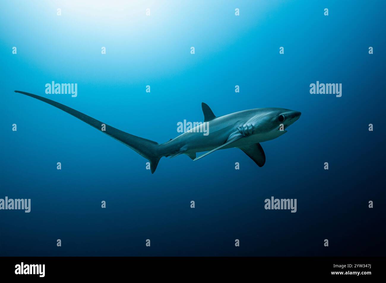 Pelagic Thresher Shark, Alopias pelagicus, Malalpascua Island, Cebu ...