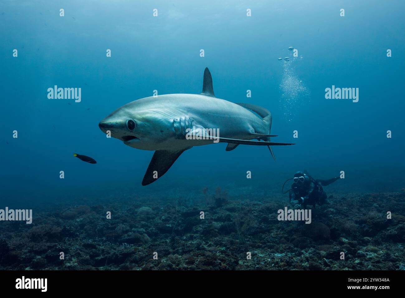 Pelagic Thresher Shark, Alopias pelagicus, Malalpascua Island, Cebu ...