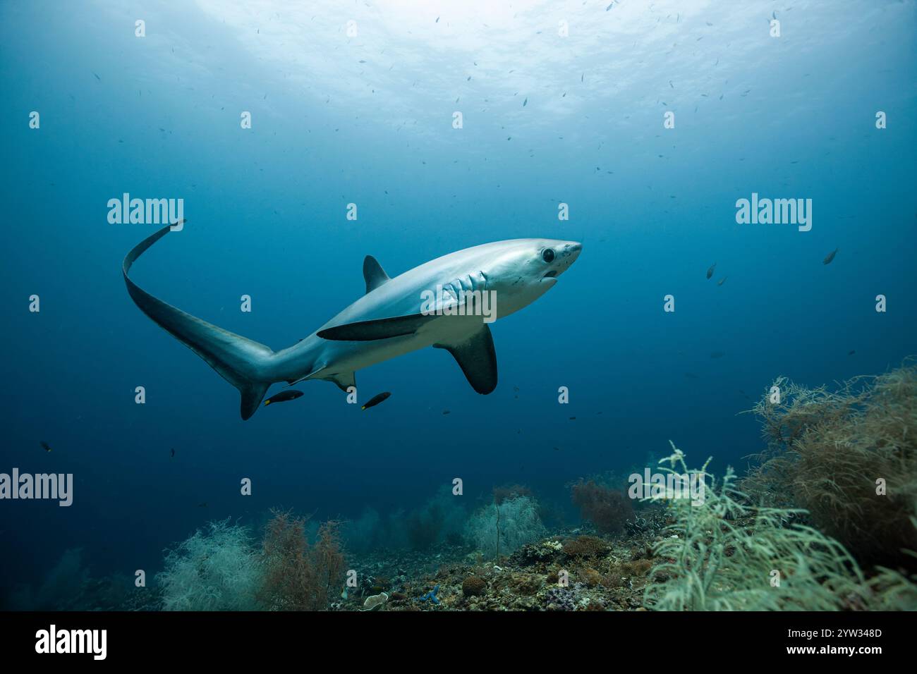 Pelagic Thresher Shark, Alopias pelagicus, Malalpascua Island, Cebu ...