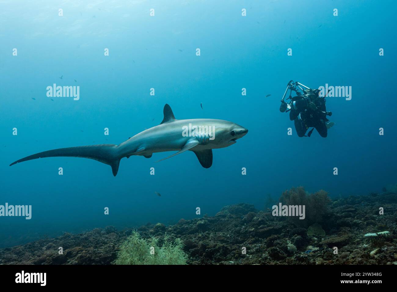 Pelagic Thresher Shark, Alopias pelagicus, Malalpascua Island, Cebu ...