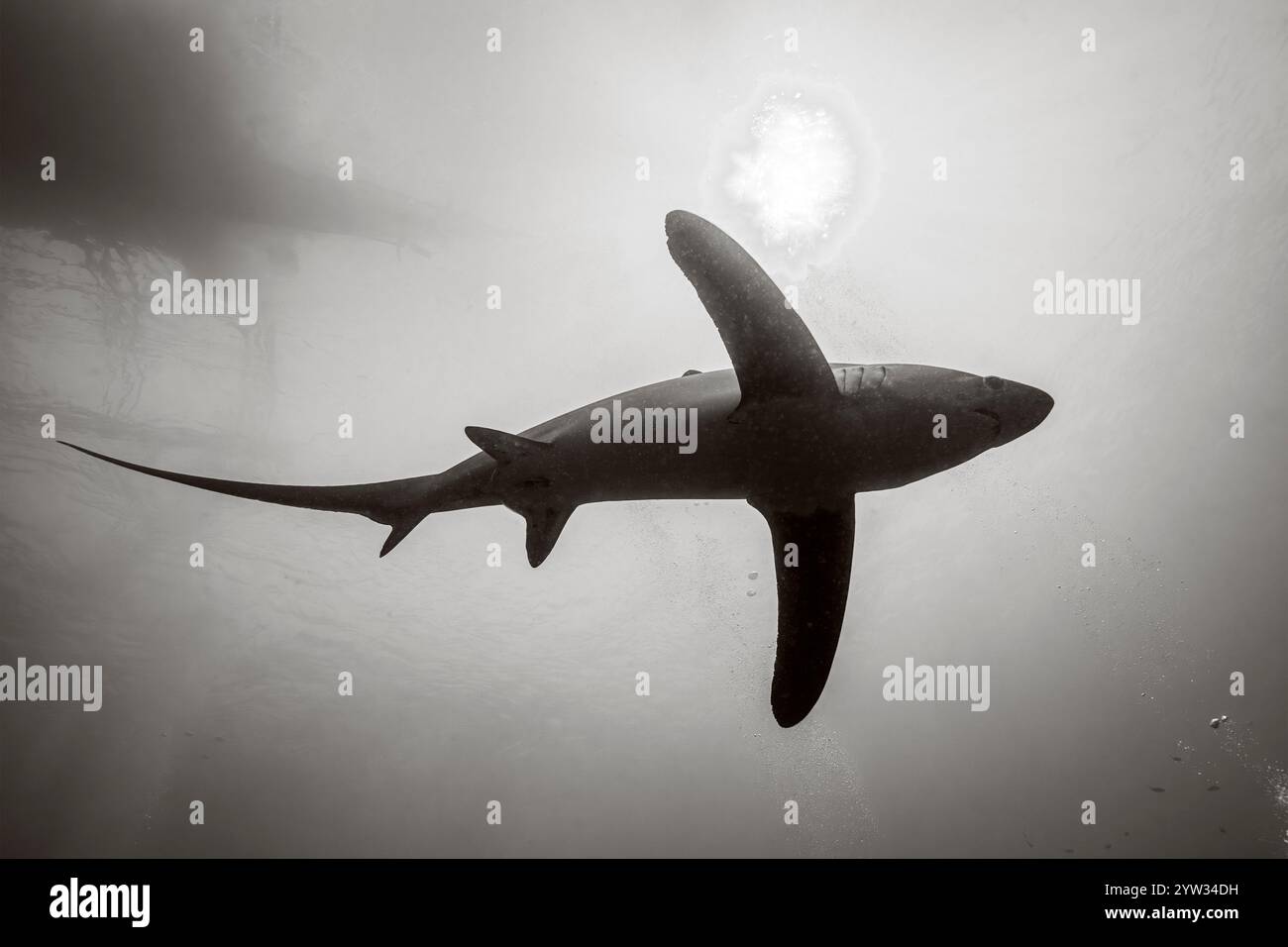 Pelagic Thresher Shark, Alopias pelagicus, Malalpascua Island, Cebu ...