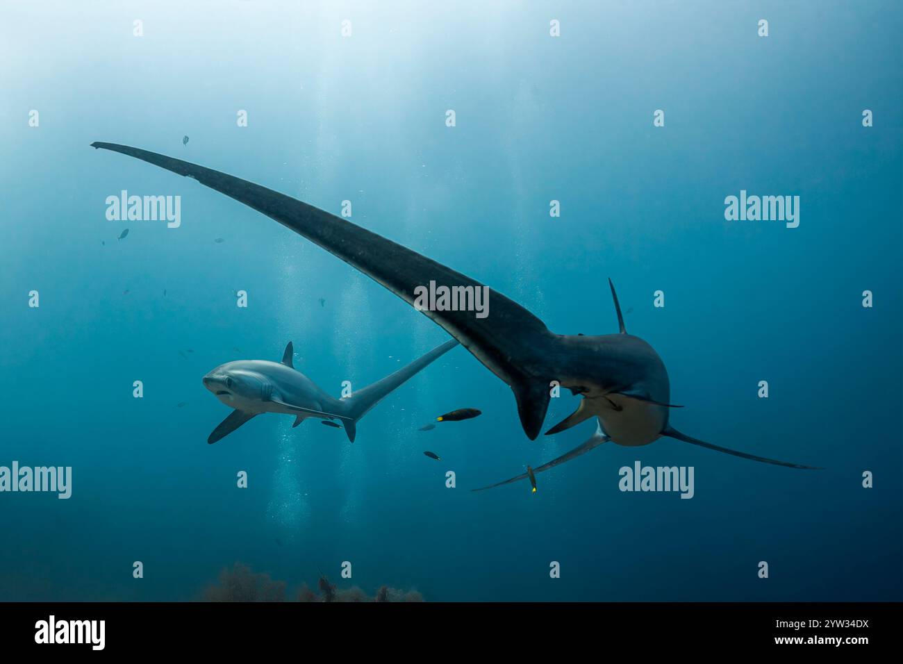 Thresher sharks malapascua island hi-res stock photography and images ...
