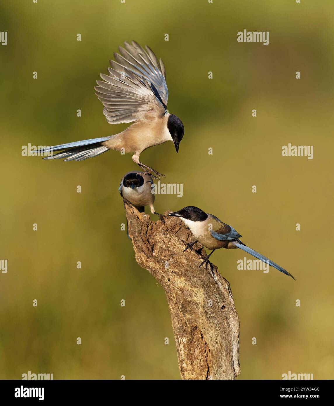 Blue magpie (Cyanopica cookei), Extremadura, Spain, Europe Stock Photo ...