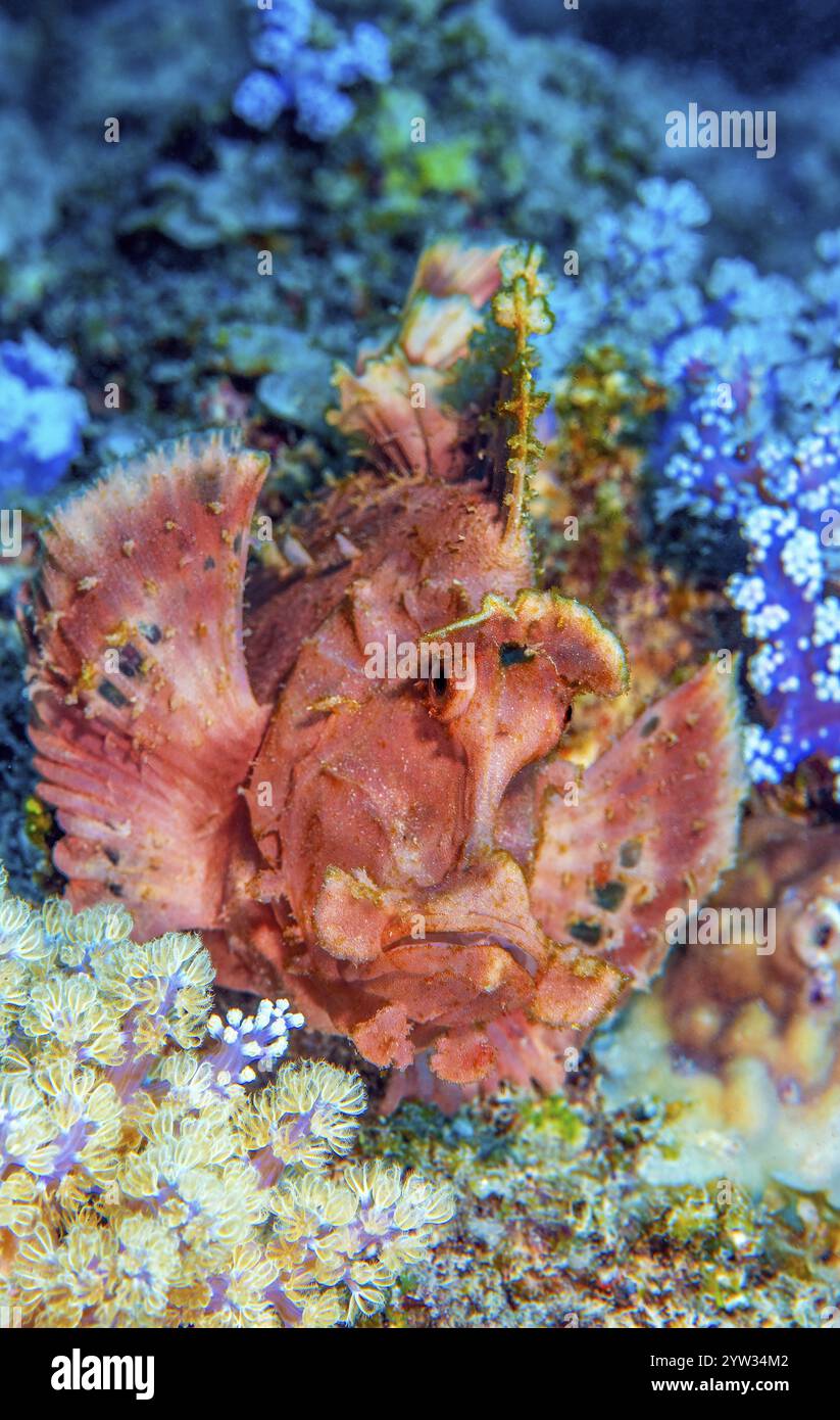 Close-up portrait of predator lurking Paddleflap Rhinopias (Rhinopias ...