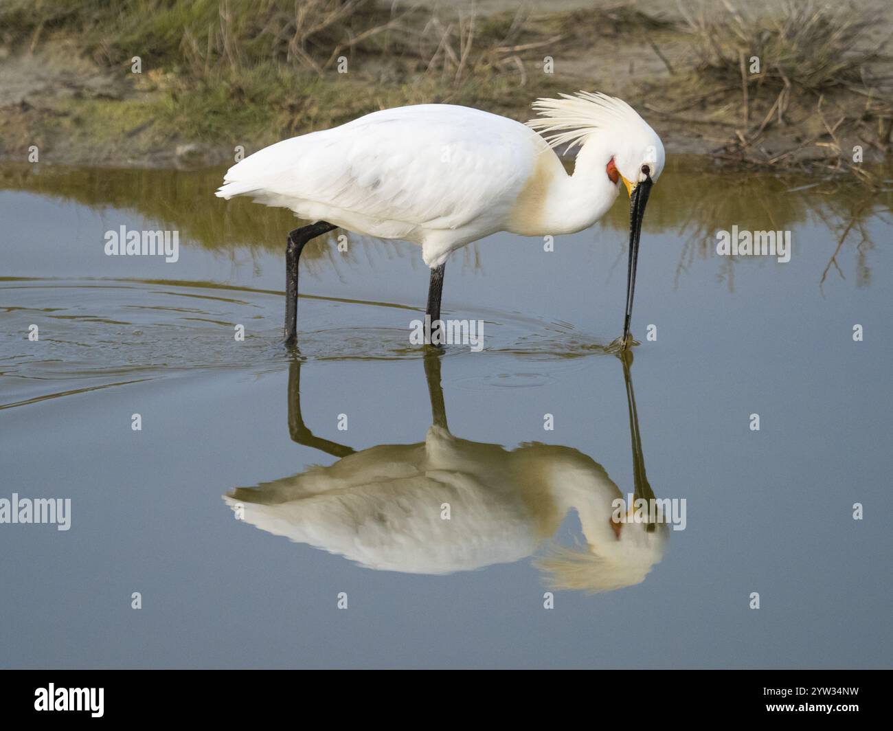 Eurasian Spoonbill or Common Spoonbill (Platalea leucorodia), adult ...