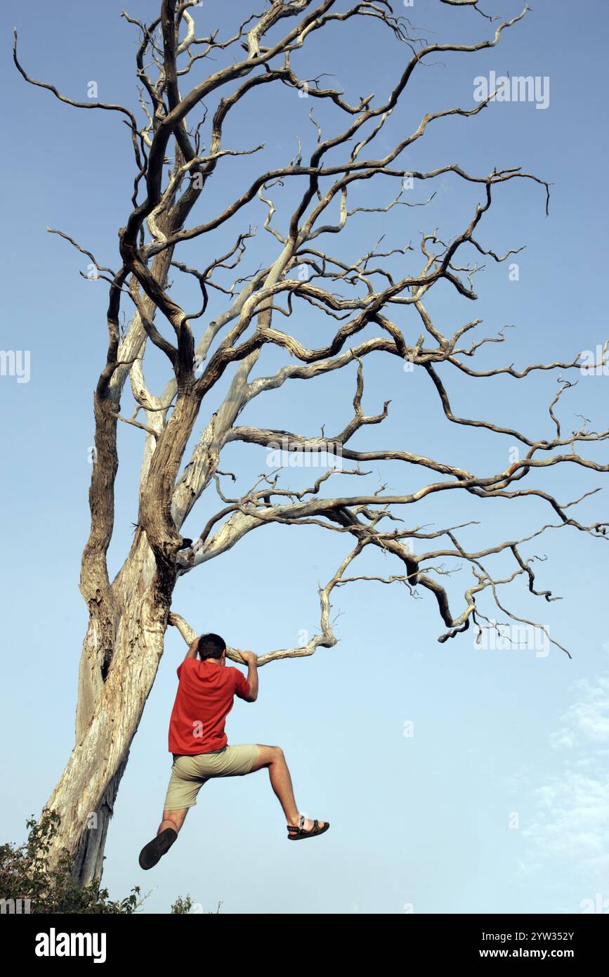 A man climbing on a tree that was spared by lava flows Stock Photo - Alamy