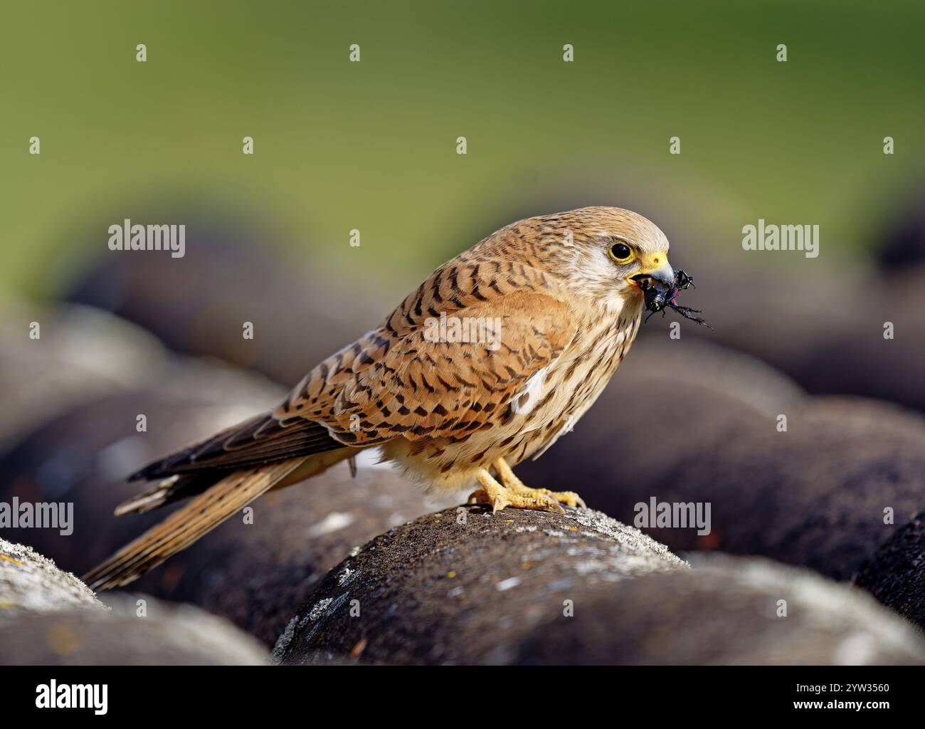 Female lesser kestrel falco naumanni with captured cricket hi-res stock ...