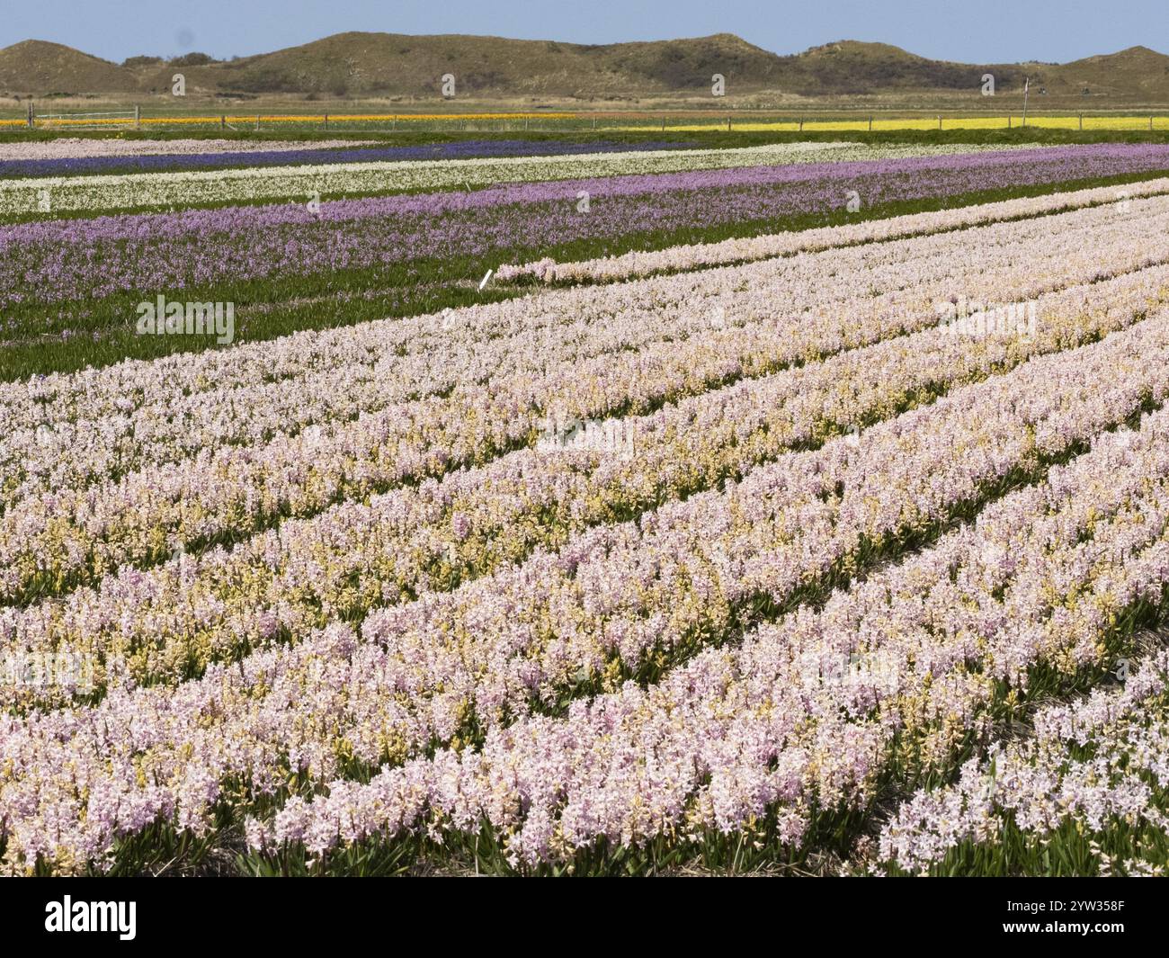 Hyacinth field in flower (Hyazinthus), plants grown as a commercial ...