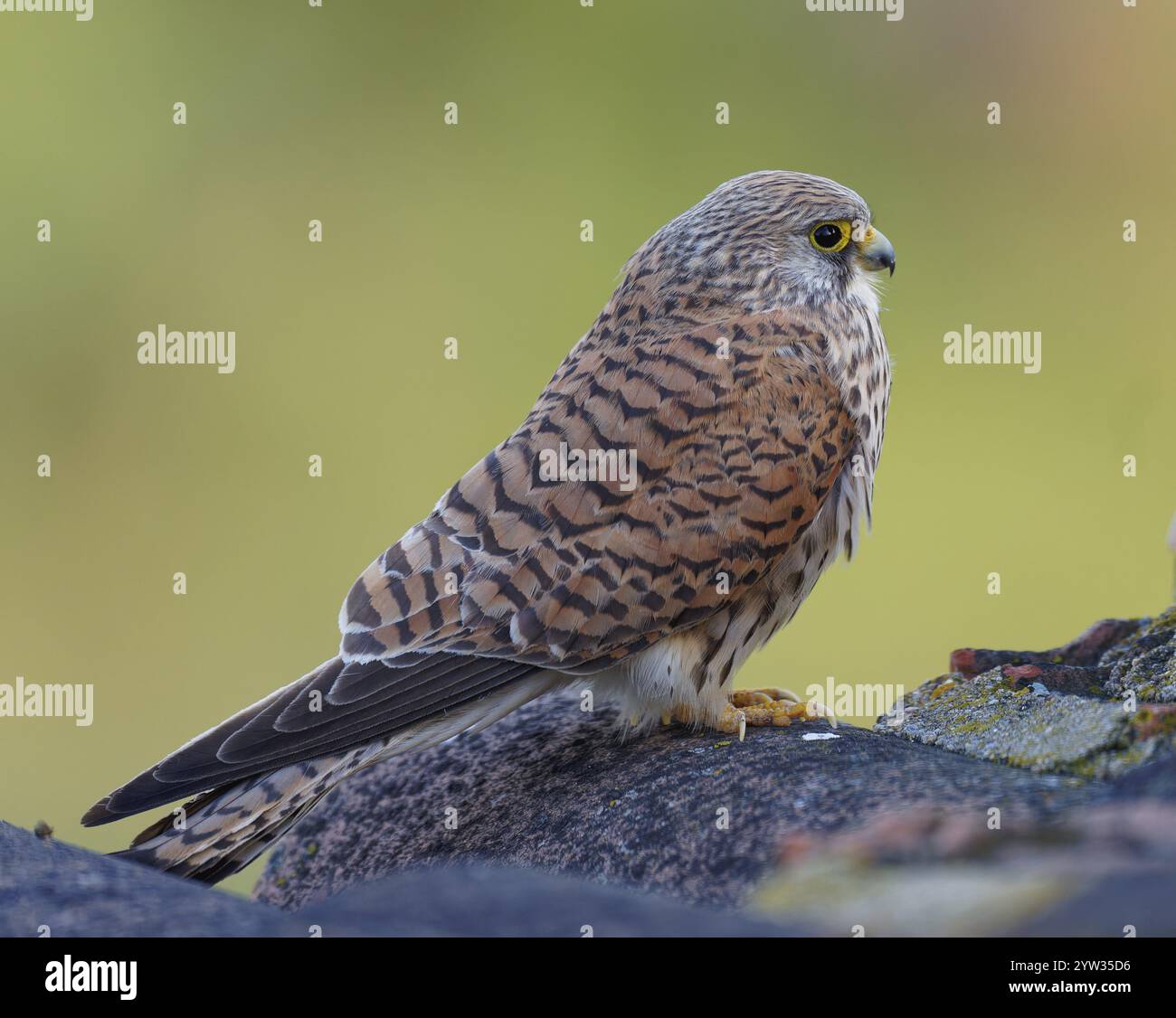 Female lesser kestrel (Falco naumanni), Extremadura, Spain, Europe ...