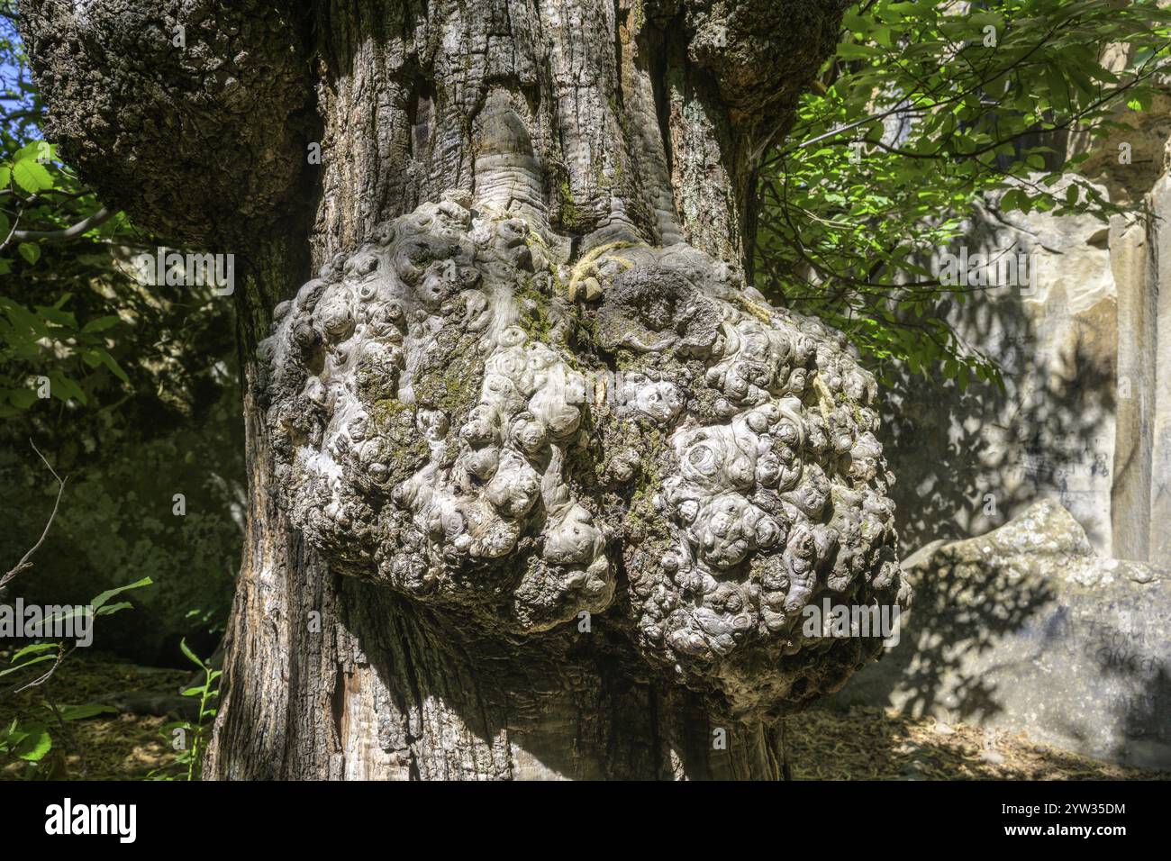 Tree with large growth in the Chambre du Roi, Gres d'Annot sandstone ...